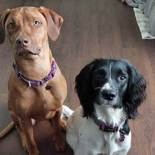 A little about us... | Ocean Vets